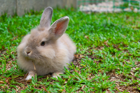 Imágenes de Orejon: descubre bancos de fotos, ilustraciones, vectores y ...