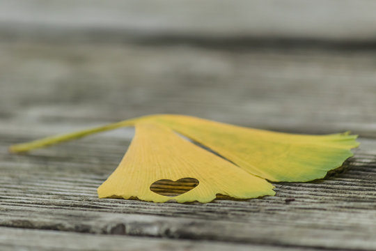 Ginkgoopsida Images – Browse 62 Stock Photos, Vectors, and Video ...