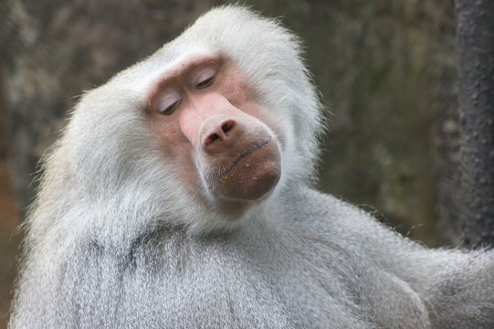 Imágenes de Papio: descubre bancos de fotos, ilustraciones, vectores y ...