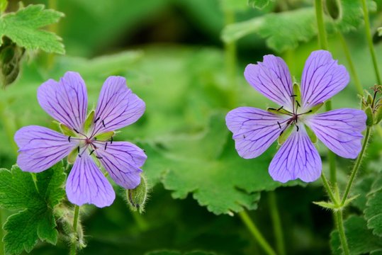 Rozanne Bilder – Durchsuchen 455 Archivfotos, Vektorgrafiken und Videos ...