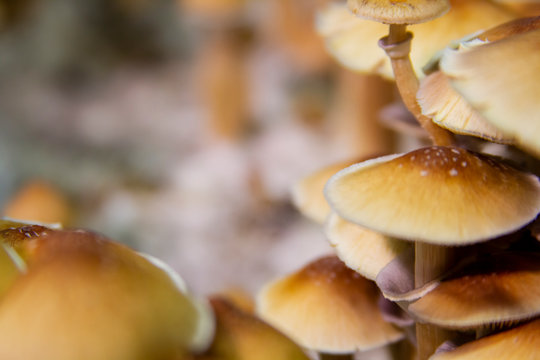 รูปภาพPsilocybin – เลือกดูภาพถ่ายสต็อก เวกเตอร์ และวิดีโอ10,027 | Adobe ...