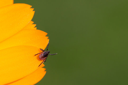 Ixodoidea-Bilder: Stock-Fotos & -Videos. | Adobe Stock