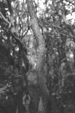 "Curved Tree" Images – Browse 140 Stock Photos, Vectors, and Video ...