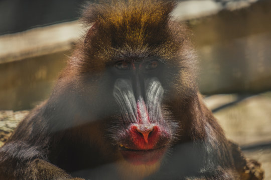 รูปภาพMandril – เลือกดูภาพถ่ายสต็อก เวกเตอร์ และวิดีโอ48,271 | Adobe Stock