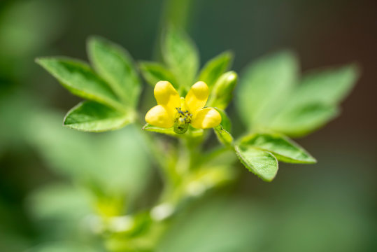 「Gynandropsis」の写真素材 | 18件の無料イラスト画像 | Adobe Stock