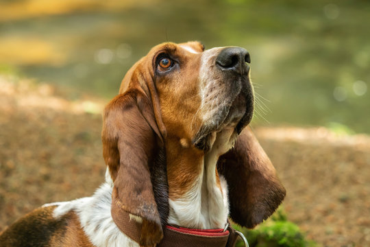 รูปภาพBasset – เลือกดูภาพถ่ายสต็อก เวกเตอร์ และวิดีโอ10,174 | Adobe Stock