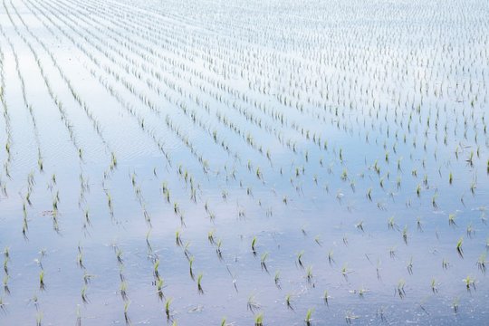 若草色 Images – Browse 833 Stock Photos, Vectors, and Video | Adobe Stock