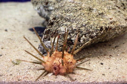 รูปภาพAculei – เลือกดูภาพถ่ายสต็อก เวกเตอร์ และวิดีโอ428 | Adobe Stock