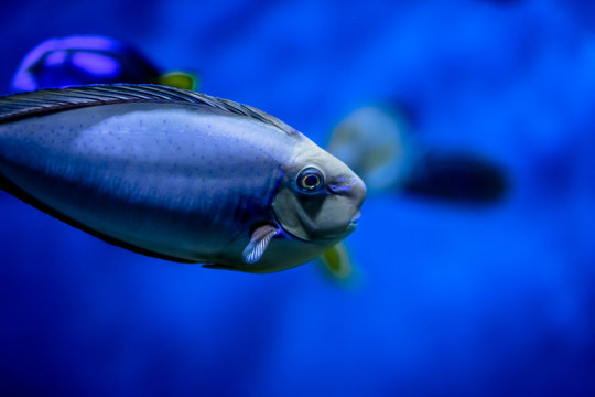 รูปภาพPollyfish – เลือกดูภาพถ่ายสต็อก เวกเตอร์ และวิดีโอ6,968 | Adobe Stock