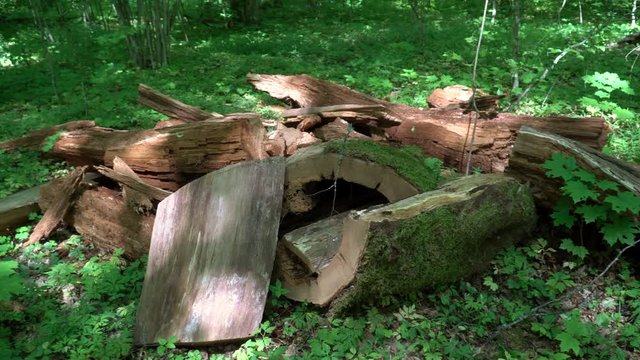 Stumb Imagens – Procure 116 fotos, vetores e vídeos | Adobe Stock