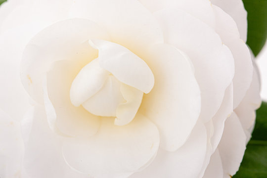 Camellia White Images – Browse 15,719 Stock Photos, Vectors, and Video ...