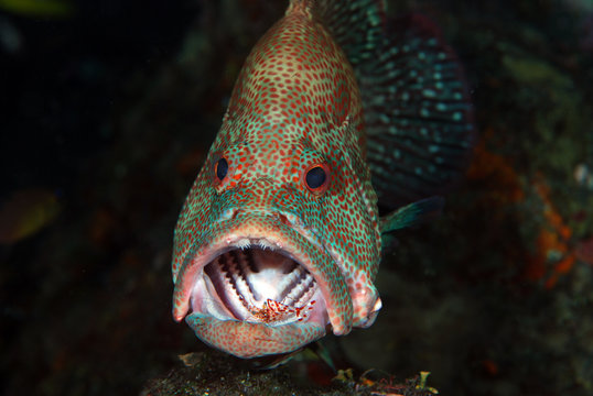 รูปภาพParasites – เลือกดูภาพถ่ายสต็อก เวกเตอร์ และวิดีโอ141,594 | Adobe ...