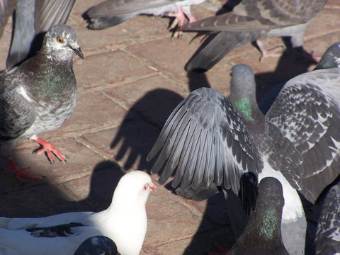 รูปภาพPalomas – เลือกดูภาพถ่ายสต็อก เวกเตอร์ และวิดีโอ12,422 | Adobe Stock