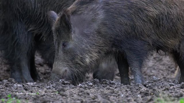 "Hog Hunting"-Bilder: Stock-Fotos & -Videos. | Adobe Stock