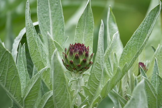 รูปภาพCynara – เลือกดูภาพถ่ายสต็อก เวกเตอร์ และวิดีโอ5,985 | Adobe Stock