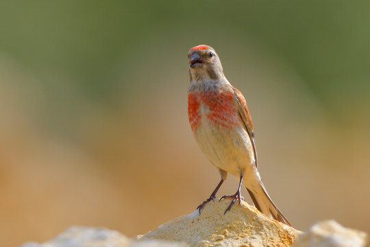 Linnet bilder – Bläddra bland 2,430 stockfoton, vektorer och videor ...