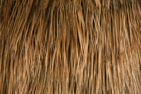 Nipa Bilder – Durchsuchen 1,387 Archivfotos, Vektorgrafiken und Videos ...