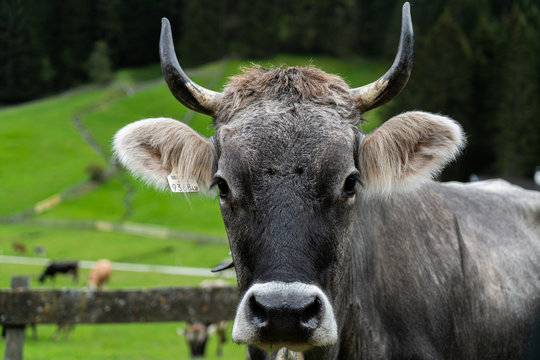 Ochse bilder – Bläddra bland 4,873 stockfoton, vektorer och videor ...