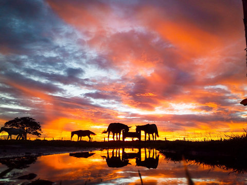 รูปภาพLlanero – เลือกดูภาพถ่ายสต็อก เวกเตอร์ และวิดีโอ240 | Adobe Stock