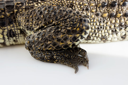 รูปภาพOsteoderm – เลือกดูภาพถ่ายสต็อก เวกเตอร์ และวิดีโอ212 | Adobe Stock