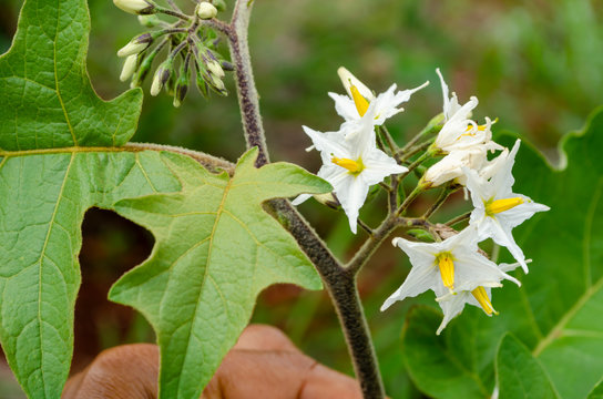 Susumba Bilder – Durchsuchen 13 Archivfotos, Vektorgrafiken und Videos ...