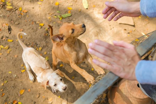 รูปภาพBangkaw – เลือกดูภาพถ่ายสต็อก เวกเตอร์ และวิดีโอ127 | Adobe Stock
