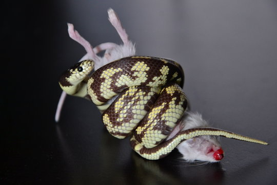 Snake Eating Mouse