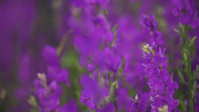 Purple Weed Images – Browse 1,456,792 Stock Photos, Vectors, and Video ...