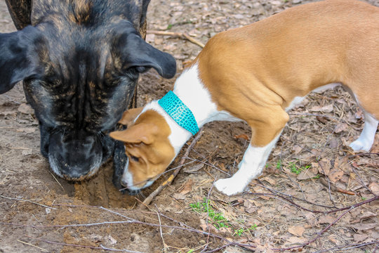 "Congo Dog" Bilder – Durchsuchen 364 Archivfotos, Vektorgrafiken und ...