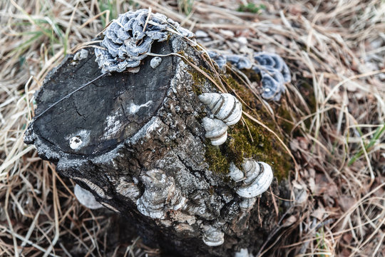 Destruenten-Bilder: Stock-Fotos & -Videos. | Adobe Stock