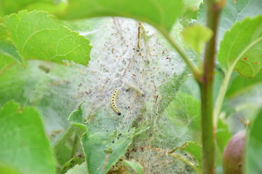 รูปภาพFalena – เลือกดูภาพถ่ายสต็อก เวกเตอร์ และวิดีโอ1,419 | Adobe Stock