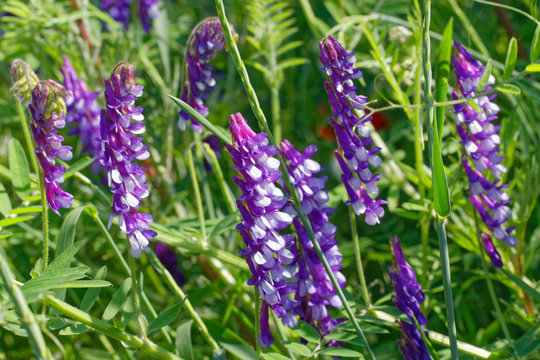 "Zygomorphe-Bilder: Stock-Fotos & -Videos. | Adobe Stock