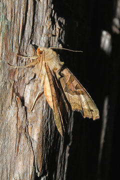 Falena Bilder – Durchsuchen 1,376 Archivfotos, Vektorgrafiken und ...