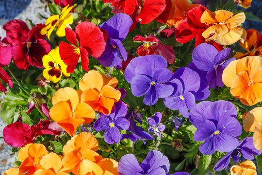 รูปภาพ"Zygomorphe – เลือกดูภาพถ่ายสต็อก เวกเตอร์ และวิดีโอ146 | Adobe Stock