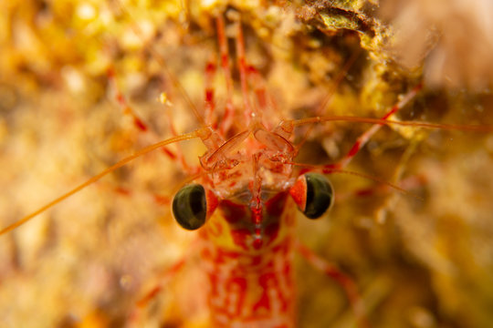 "Baby Shrimp" Images – Browse 26 Stock Photos, Vectors, and Video ...