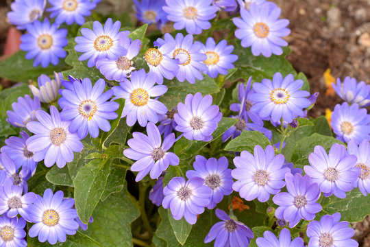 รูปภาพSenetti – เลือกดูภาพถ่ายสต็อก เวกเตอร์ และวิดีโอ279 | Adobe Stock