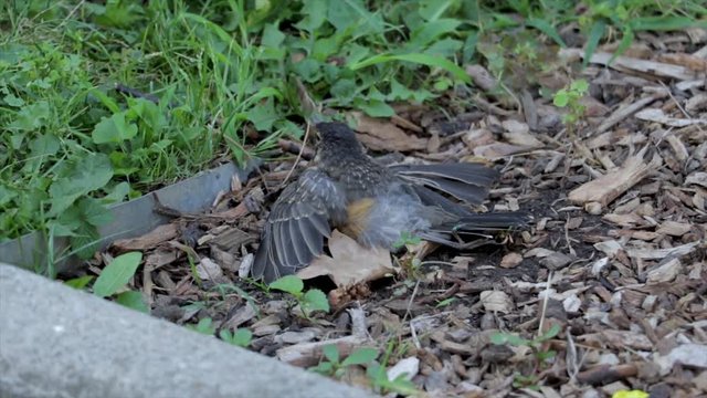 "Injured Bird" Images – Browse 47 Stock Photos, Vectors, and Video ...