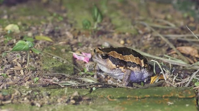 "Banded Bullfrog" Images – Browse 664 Stock Photos, Vectors, and Video ...