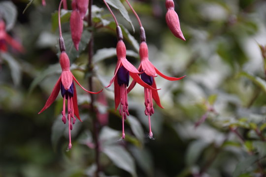 Clochette Bilder – Durchsuchen 2,786 Archivfotos, Vektorgrafiken und ...