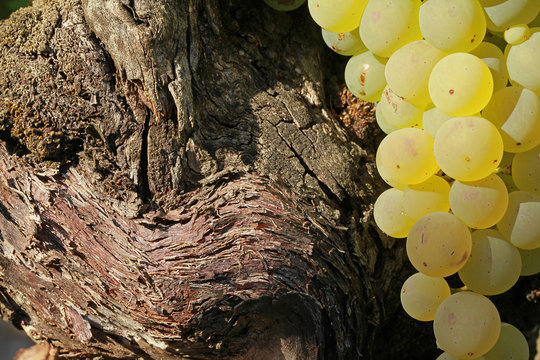 "Cep De Vigne" - Images et vidéos libres de droits | Adobe Stock