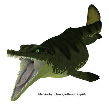 Metriorhynchus Images – Browse 63 Stock Photos, Vectors, and Video ...