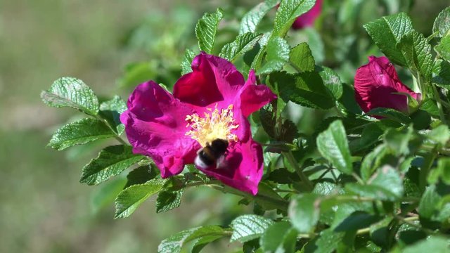 Brier-Rose Bilder – Durchsuchen 78 Archivfotos, Vektorgrafiken und ...