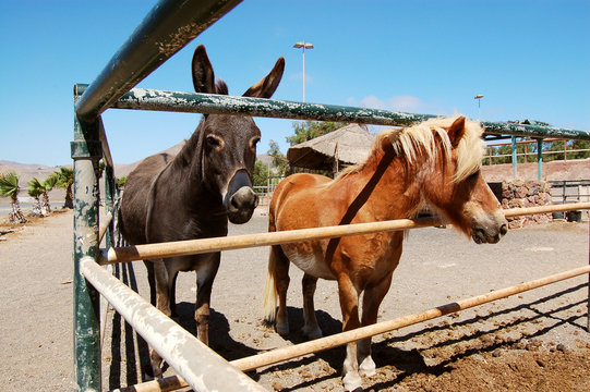 Poni Bilder – Durchsuchen 669 Archivfotos, Vektorgrafiken und Videos ...