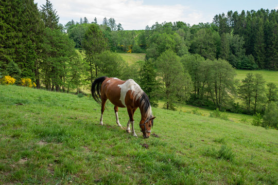 Westernpferd bilder – Bläddra bland 1,378 stockfoton, vektorer och ...