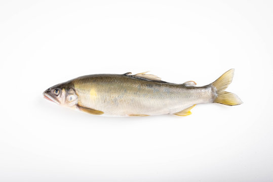 Ayu 画像 - 参照 5,783 Stock 写真、ベクターおよびビデオ | Adobe Stock