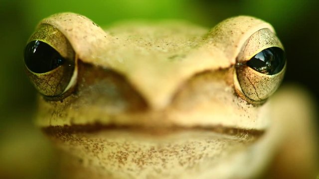 "Golden Tree Frog"-Bilder: Stock-Fotos & -Videos. | Adobe Stock