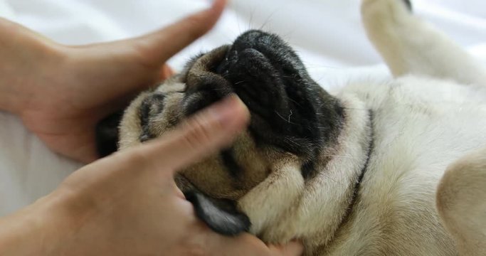 Dog Spa Massage Images – Browse 1,130 Stock Photos, Vectors, and Video ...