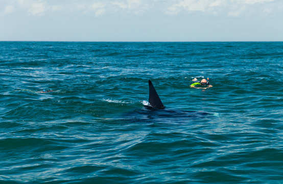 รูปภาพMantarraya – เลือกดูภาพถ่ายสต็อก เวกเตอร์ และวิดีโอ83 | Adobe Stock