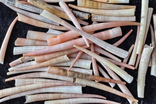Gasteropode bilder – Bläddra bland 500 stockfoton, vektorer och videor ...