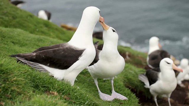 Albatross Images – Browse 16,118 Stock Photos, Vectors, and Video ...